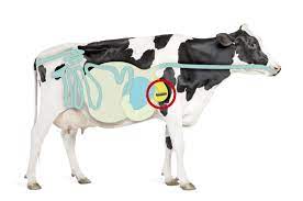 The benefits of boluses at cows – HappyFarmer